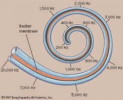 Het oor: Het Binnenoor