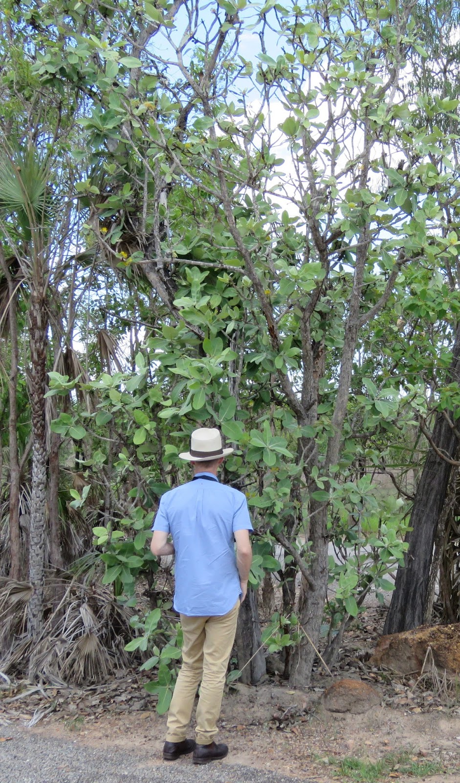 Xanthostemon is a hot plant