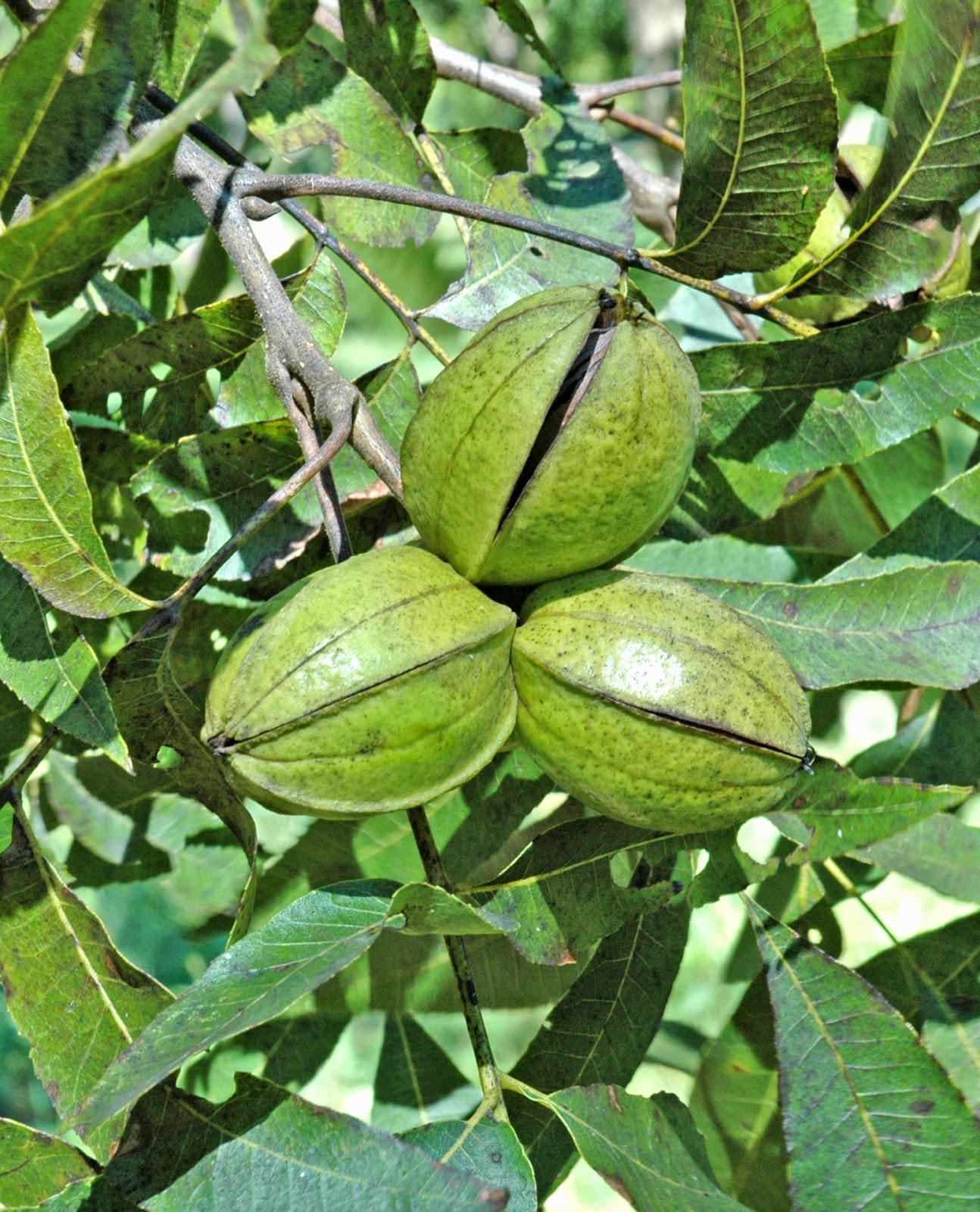 Northern Pecans: Pecan cultivars that matured by September 30