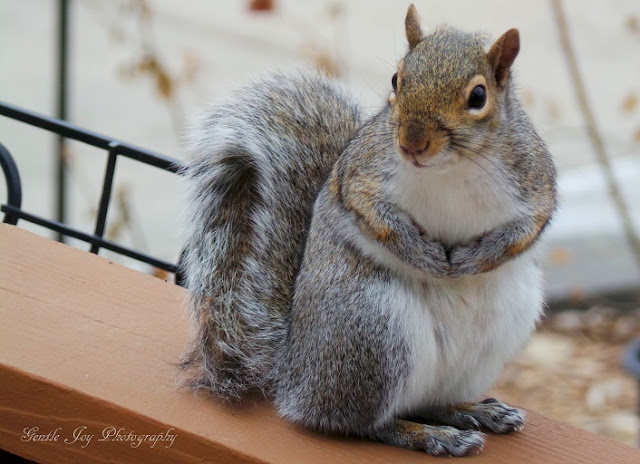 Gentle Joy Photography: A Humorous Look at... Photo Shoots!