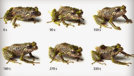 The Presurfer: March 2015