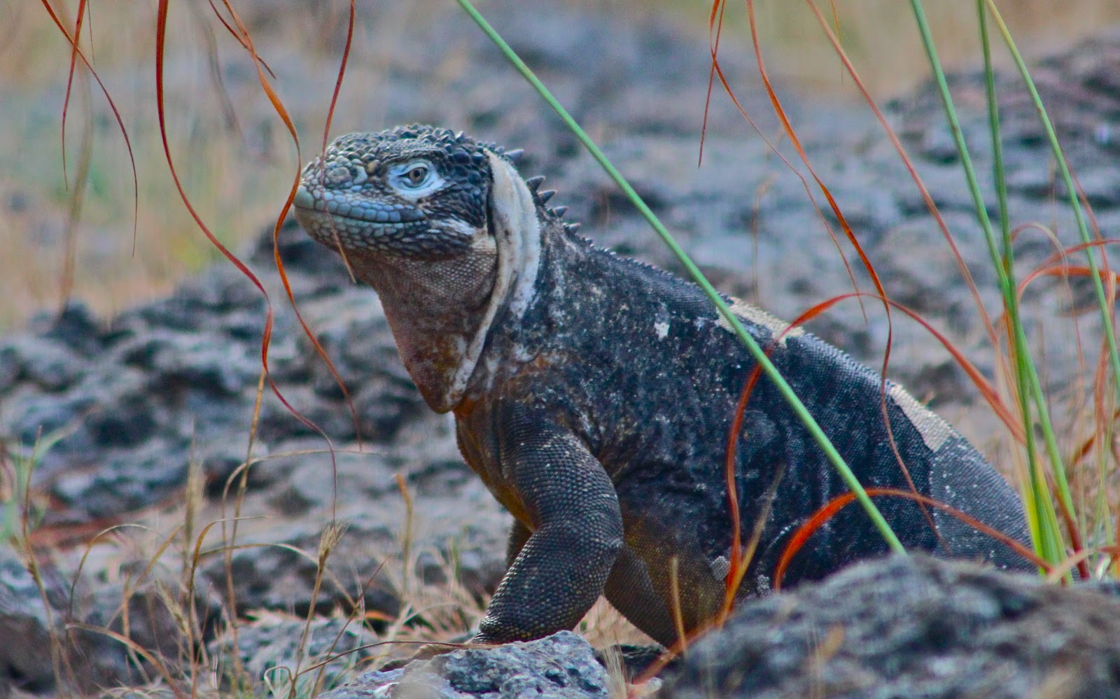 Nature Photography: Galapagos Reptiles & Turtles