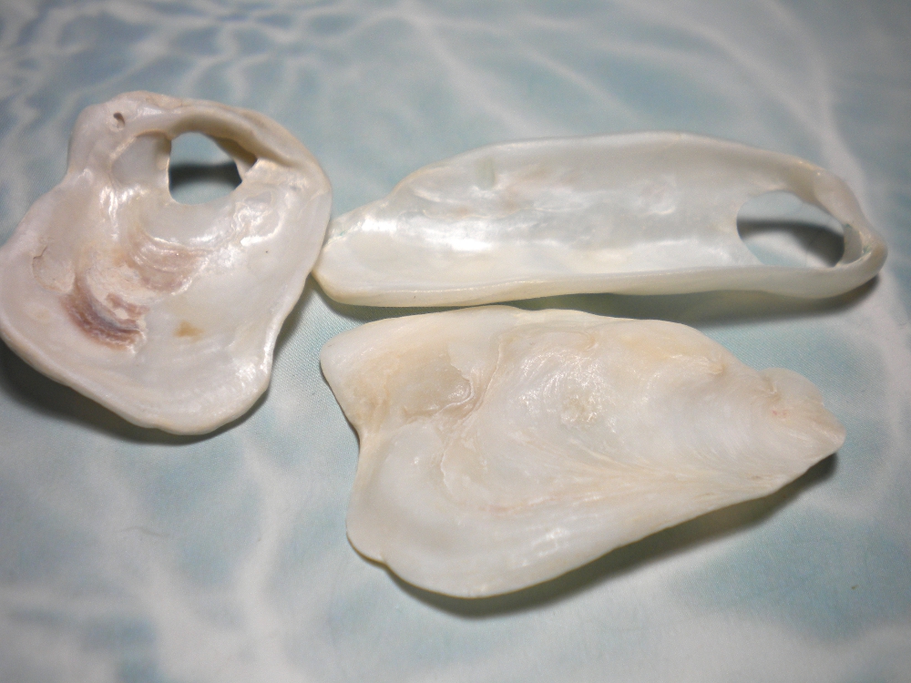 Del's Shells: Seashell Saturday