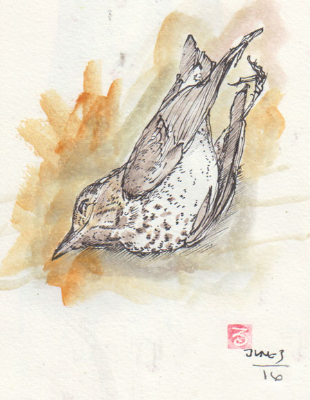 Sketching Along The Way...: funeral for a bird