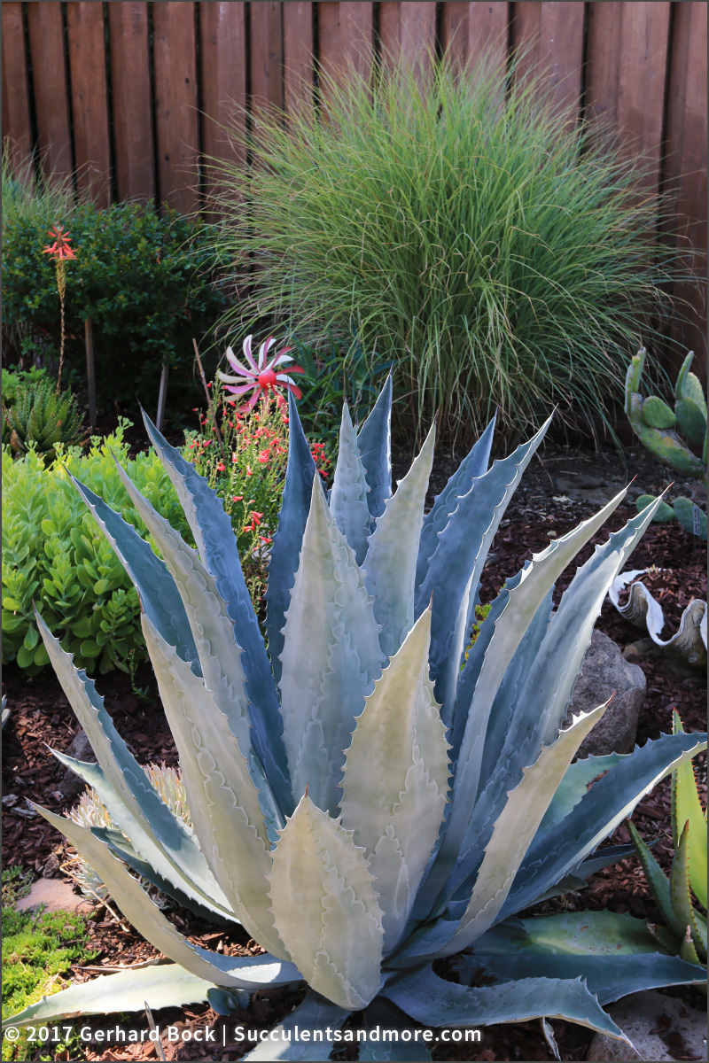 Ruth Bancroft Garden July 2017 private garden tour, part 4
