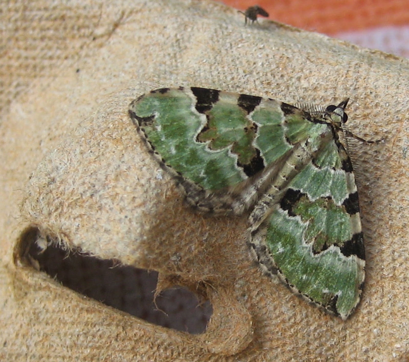 Martin's Moths: White rabbits. Well, moths anyway