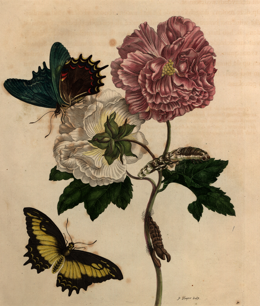 Mujerícolas: Maria Sibylla Merian. Naturalista, exploradora y pintora