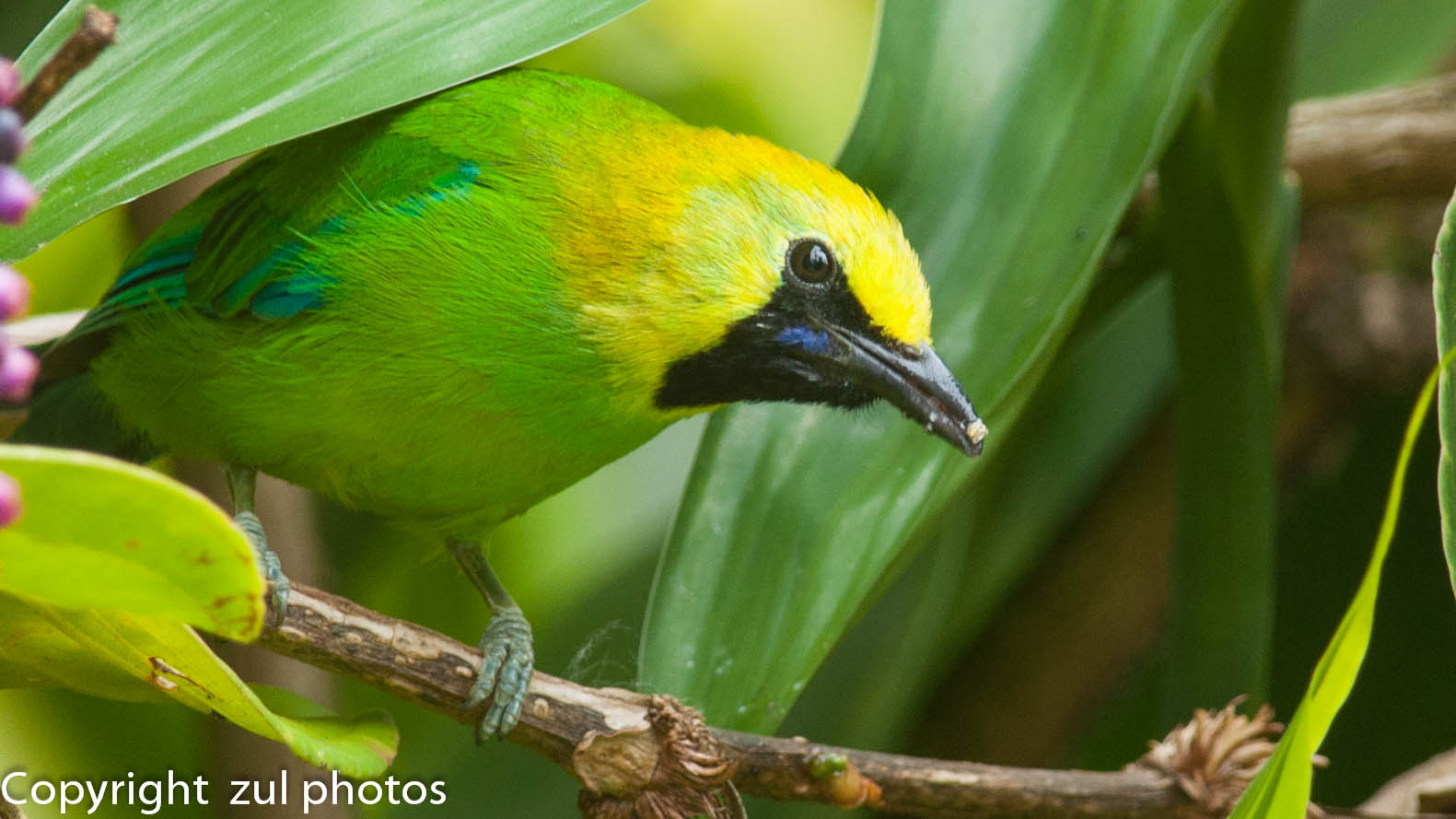 Zul Ya - Birds of Peninsular Malaysia: Blue winged Leafbird