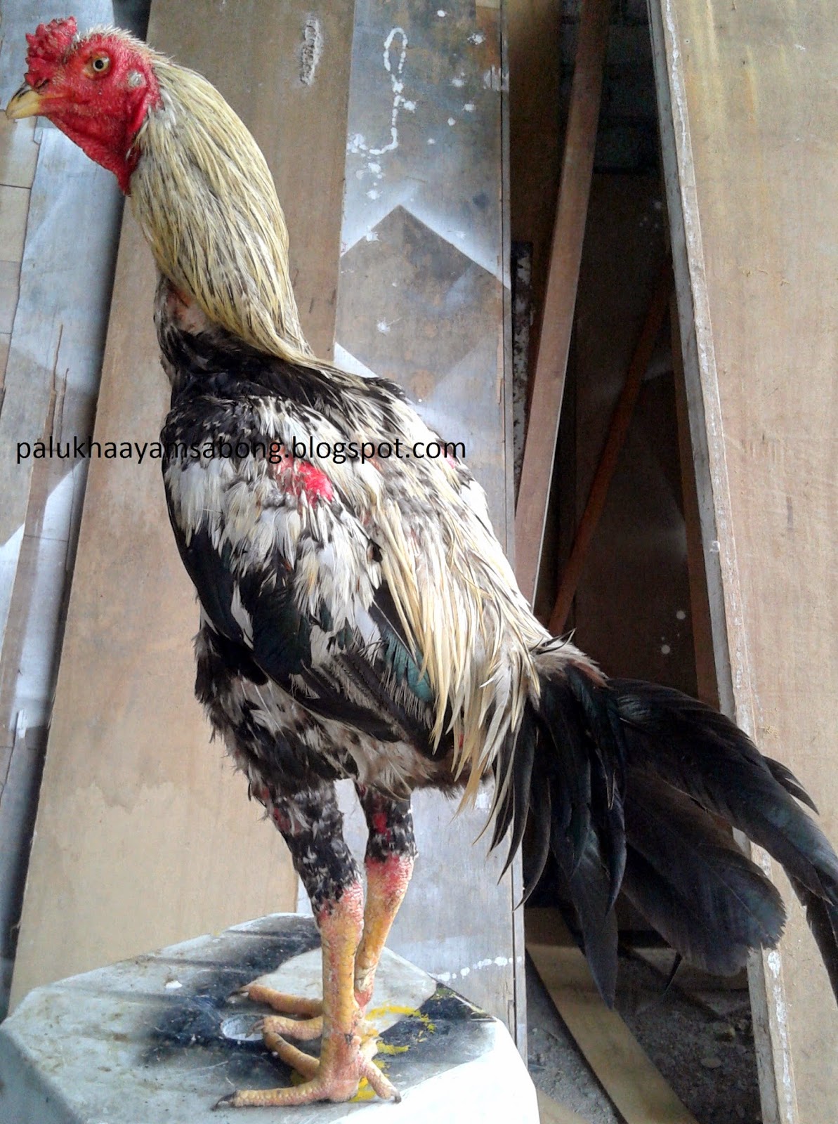 AYAM LAGA NO1 THAI: AYAM GALERY