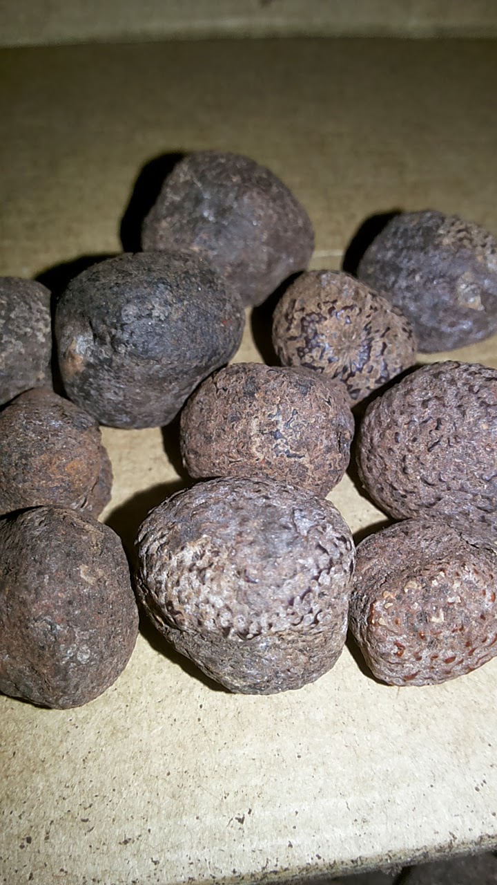 JERNANG (Daemonorops.Sp): September 2014