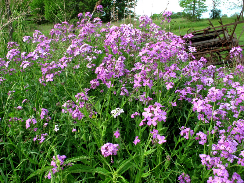 The Joyce Road Neighborhood: Wildflower - Dame's Rocket