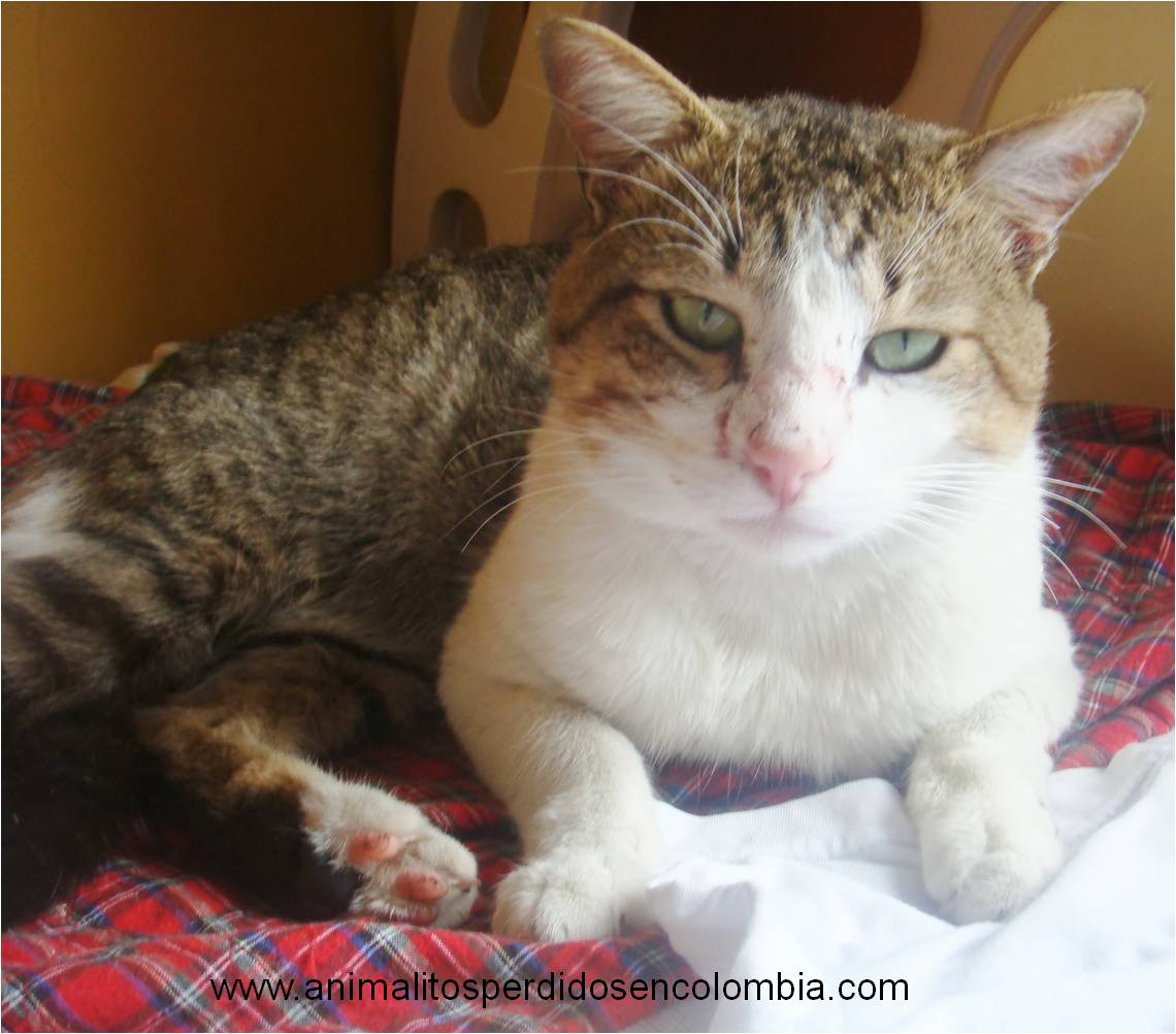 Animalitos Perdidos en Colombia: ENCONTRADO BOGOTÁ - GATO CRIOLLO ...