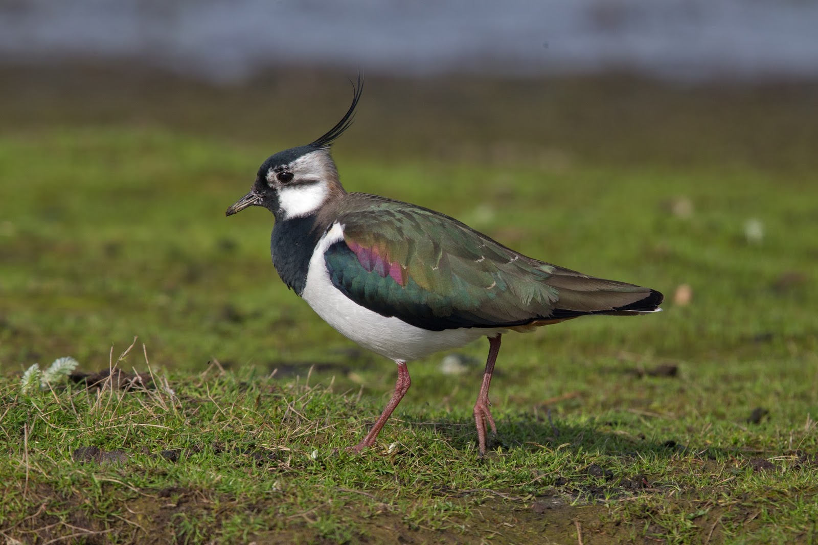 Catherine Stewart: The Decline of The Lapwing