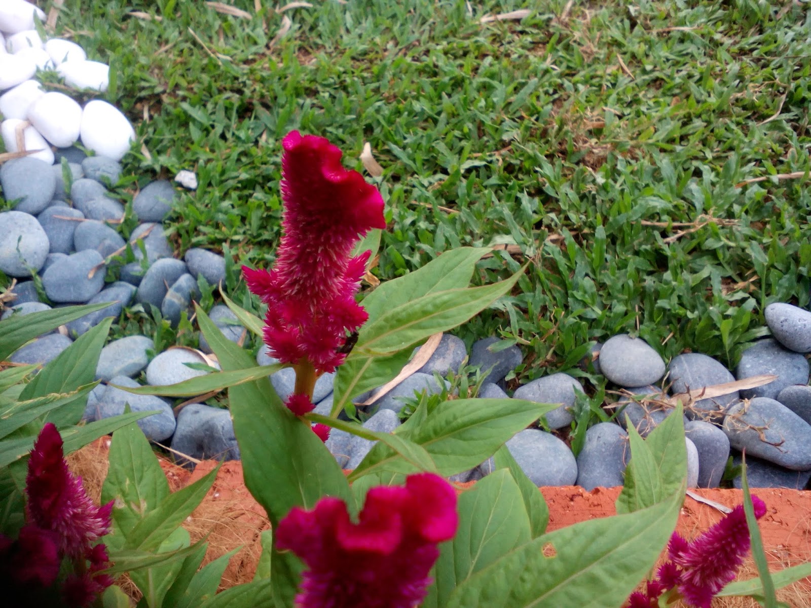 My AGRI LOG: PEMERHATIAN MENGENAI BUNGA-BUNGA YANG DIMINATI OLEH LEBAH ...