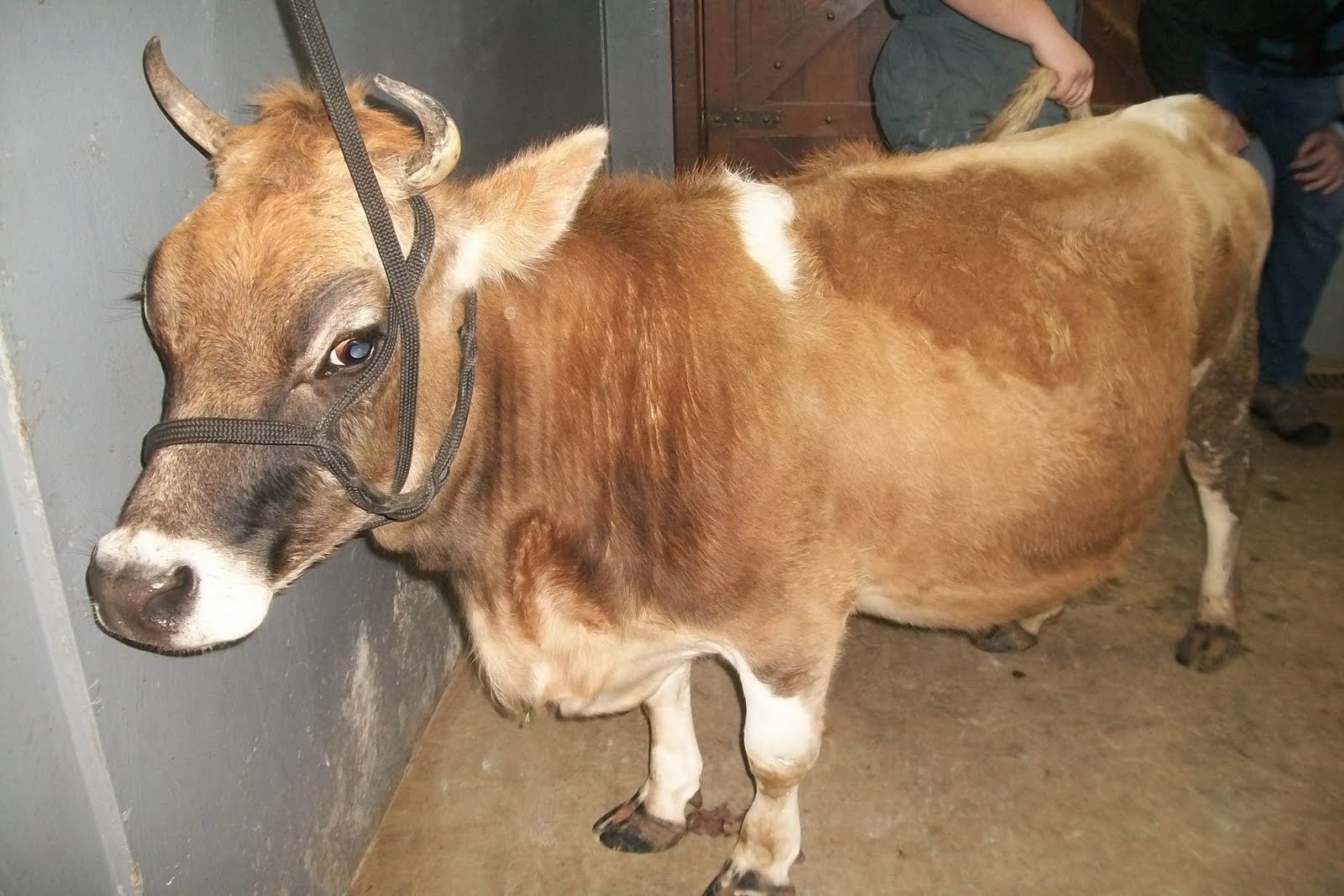 Medicina Veterinária: Mini vaca Batatinha.