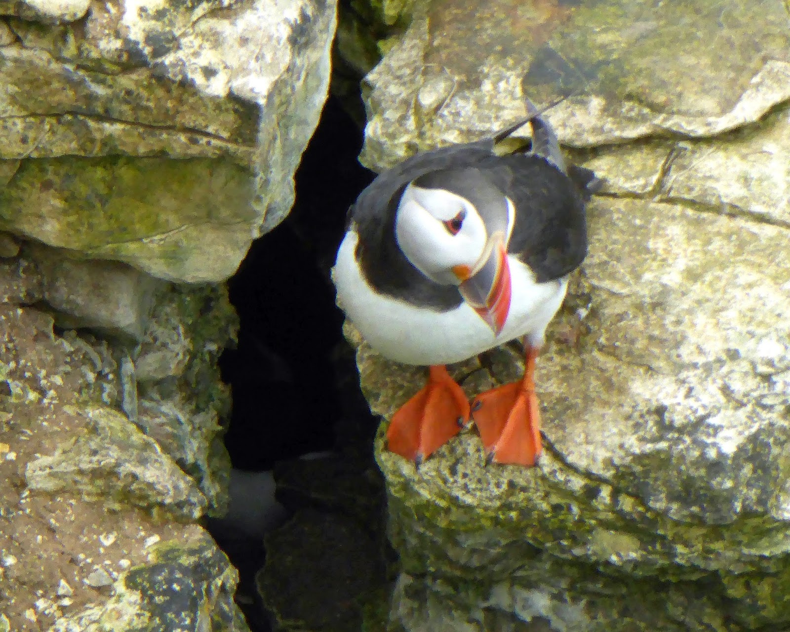 Wild and Wonderful: Puffins from RSPB Bempton Cliffs, Yorkshire
