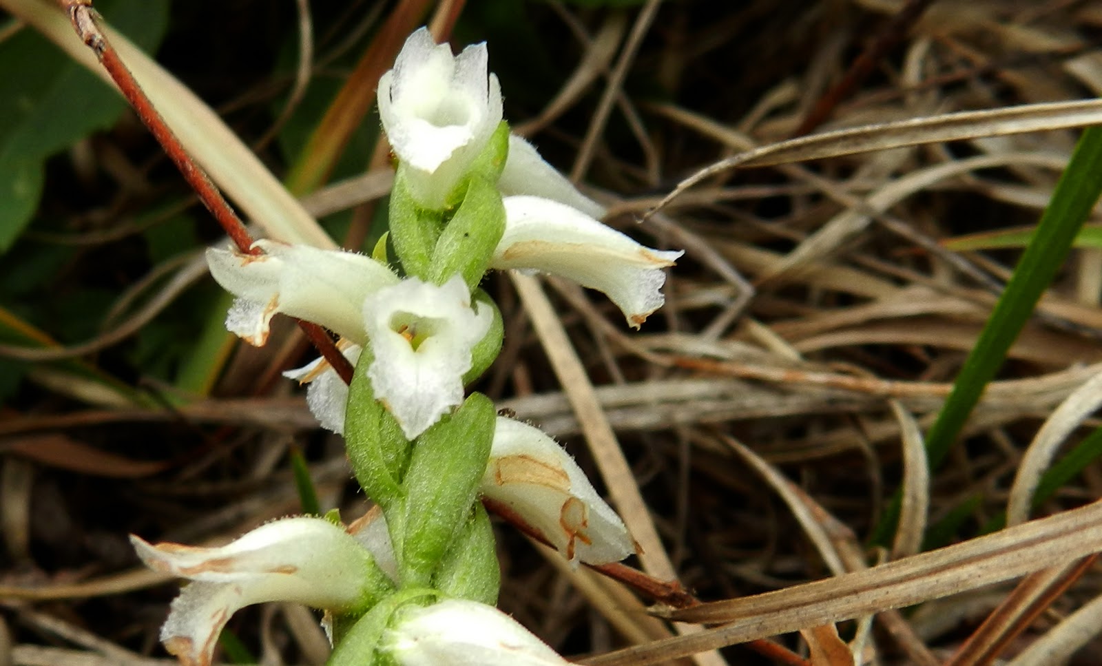 aubunique: Tiny white native wild orchids show up big on October 26, 2011