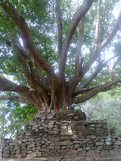 Visiting Wonders: Avukana and Sasseruwa (Ras Wehera) Buddha Statues
