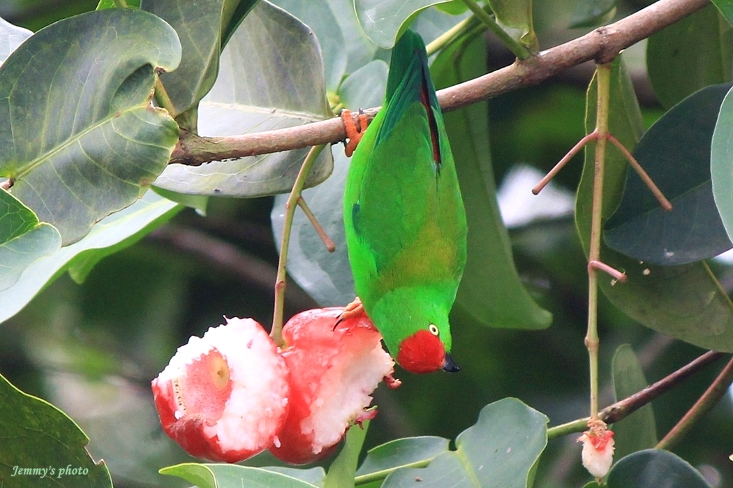 Pesona Alam dan Satwa Liar: Serindit Sulawesi / Celebes hanging-parrot