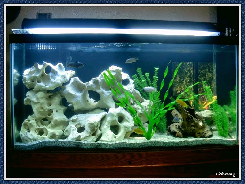 Fishaway Aquarists: Cichlid Aquarium Keeping