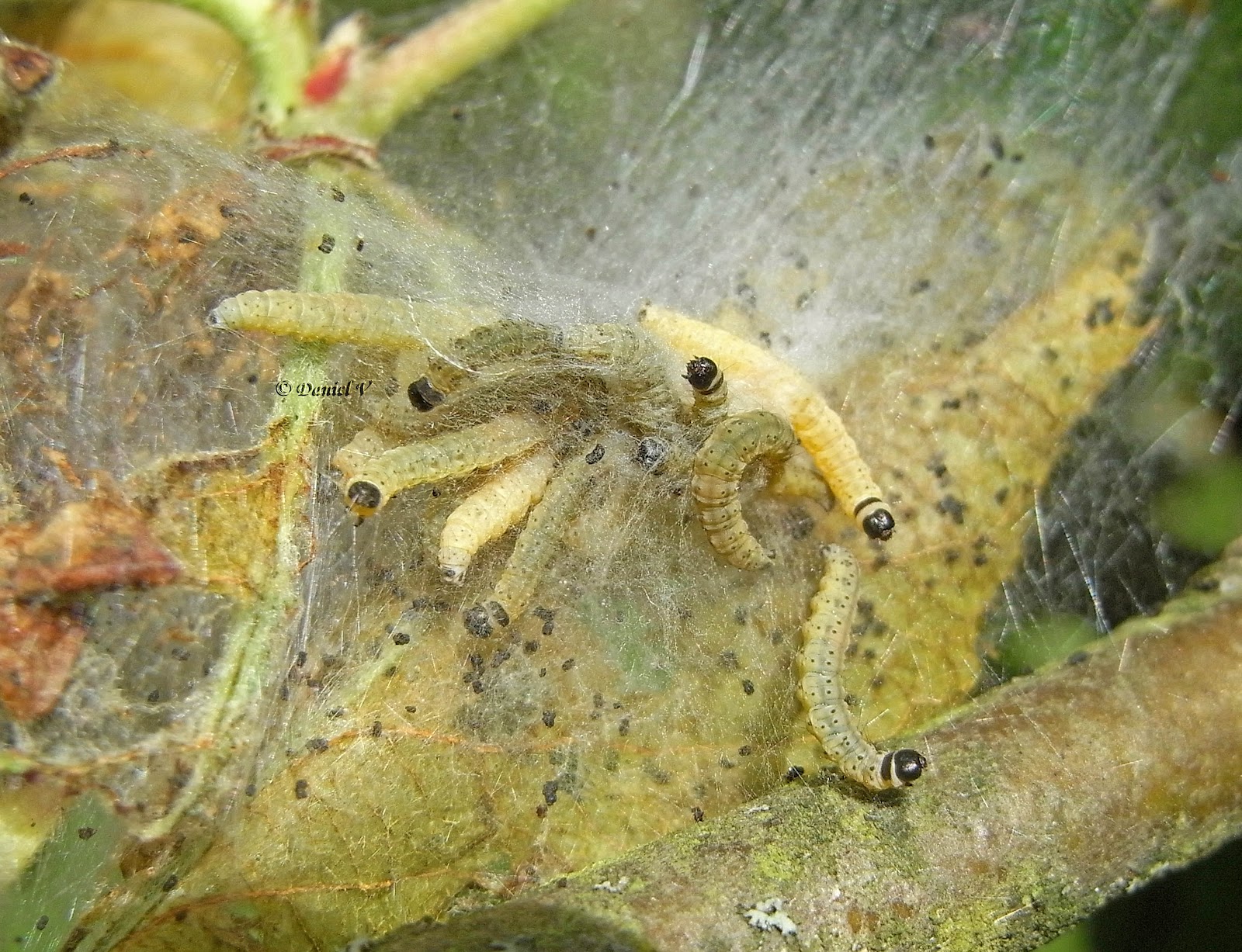 Macrophoto plaisir passion: Yponomeute du pommier, yponomeuta malinella