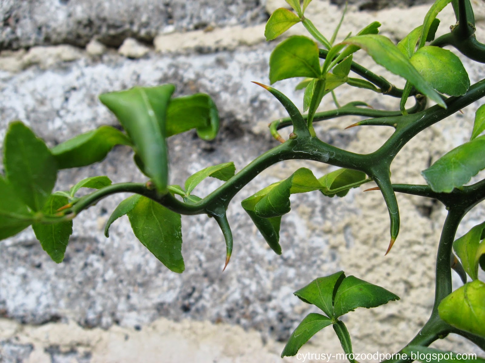 Cytrusy Mrozoodporne: Poncirus Trifoliata "Flying Dragon"