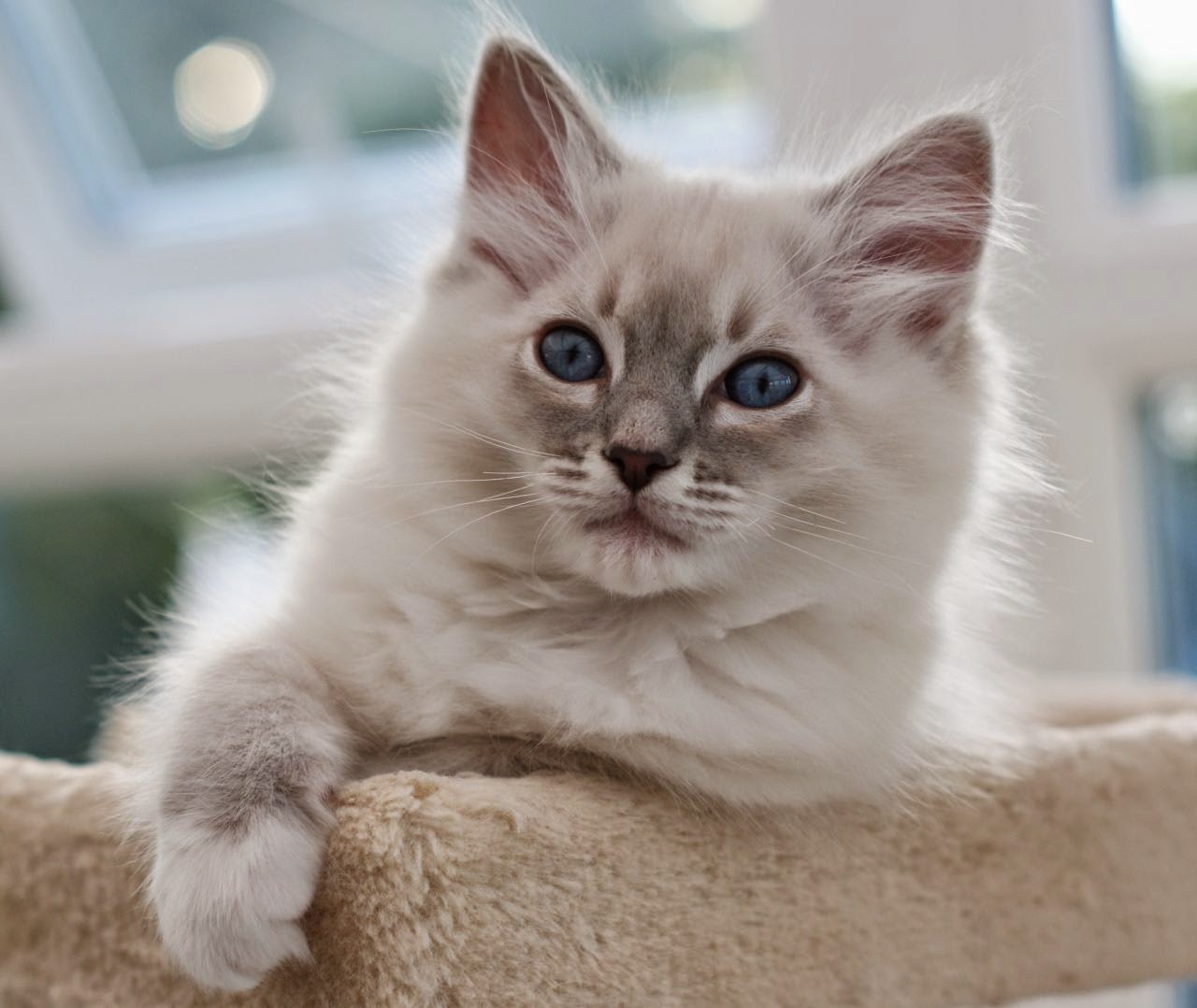 meonginfo: Gambar 9 Kucing Ras Ragdoll