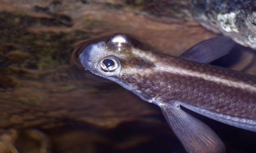 Real Monstrosities: Four-eyed Fish