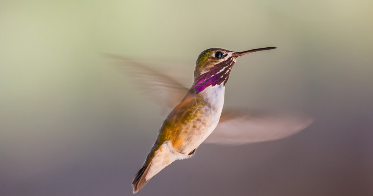 MAP Artistic Photography: Photo of the Day: Calliope Hummingbird in ...