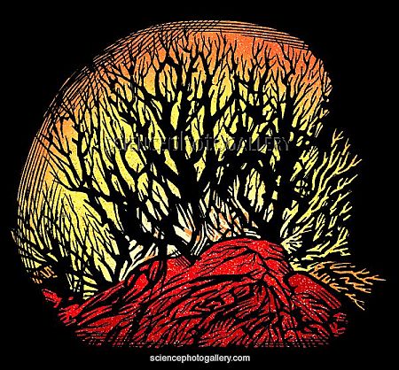 Deborah Burke : Lino Printing