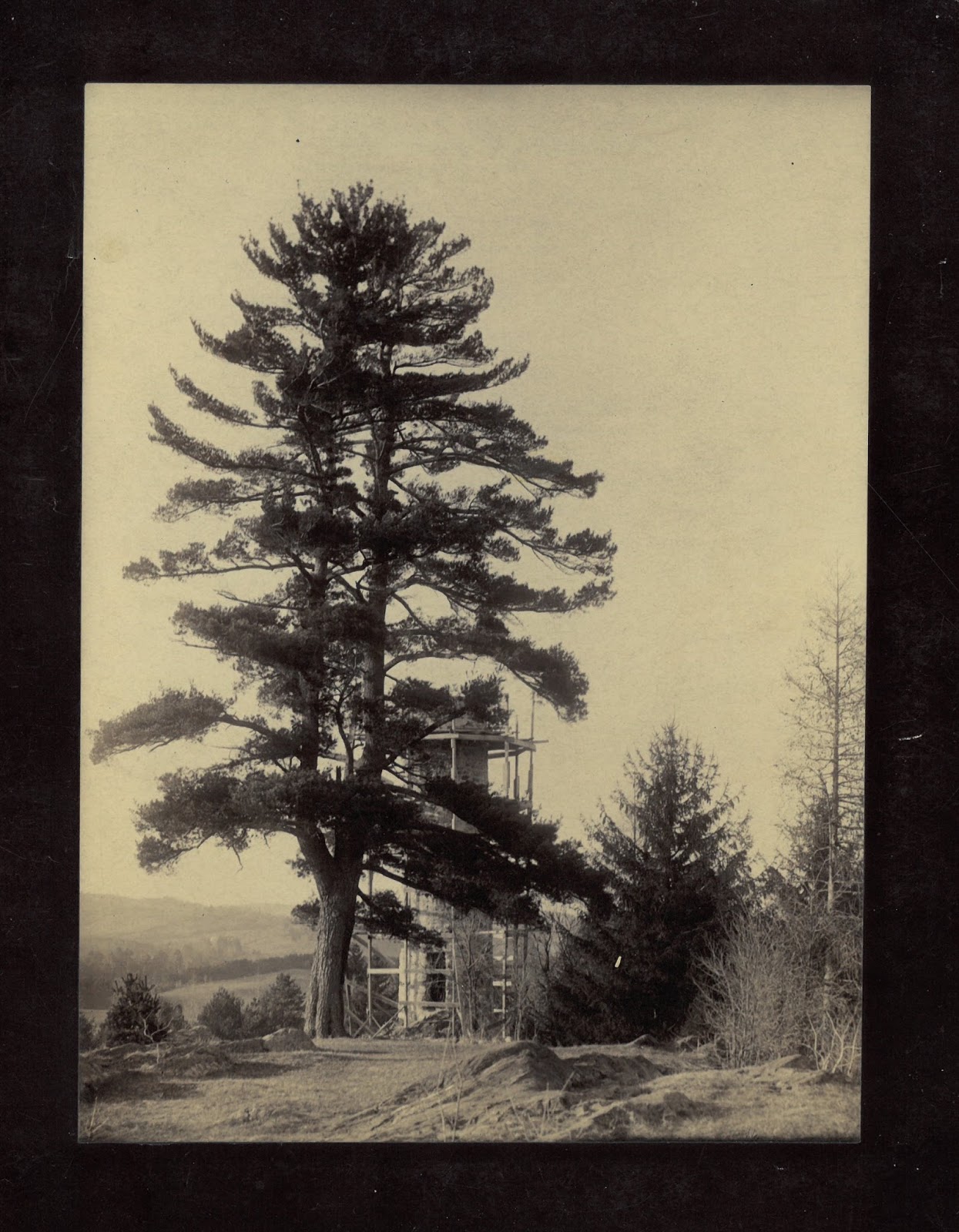 Rauner Special Collections Library: The Old Pine