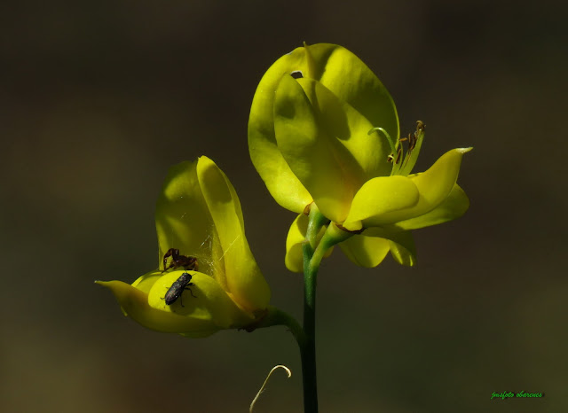 MONTES OBARENES ENTORNO Y VIDA: Retama negra (Cytisus scoparius)