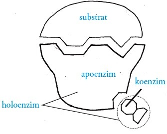 Buku Resep Pilhan Keluarga: Komponen-komponen Enzim