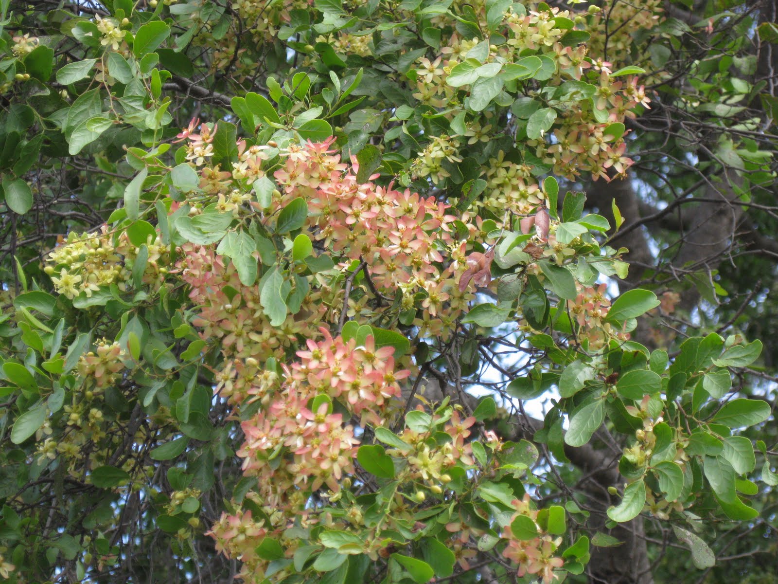 Robin's Double Life: Oolines and orchids at Wylpena: Mitchell outback Qld