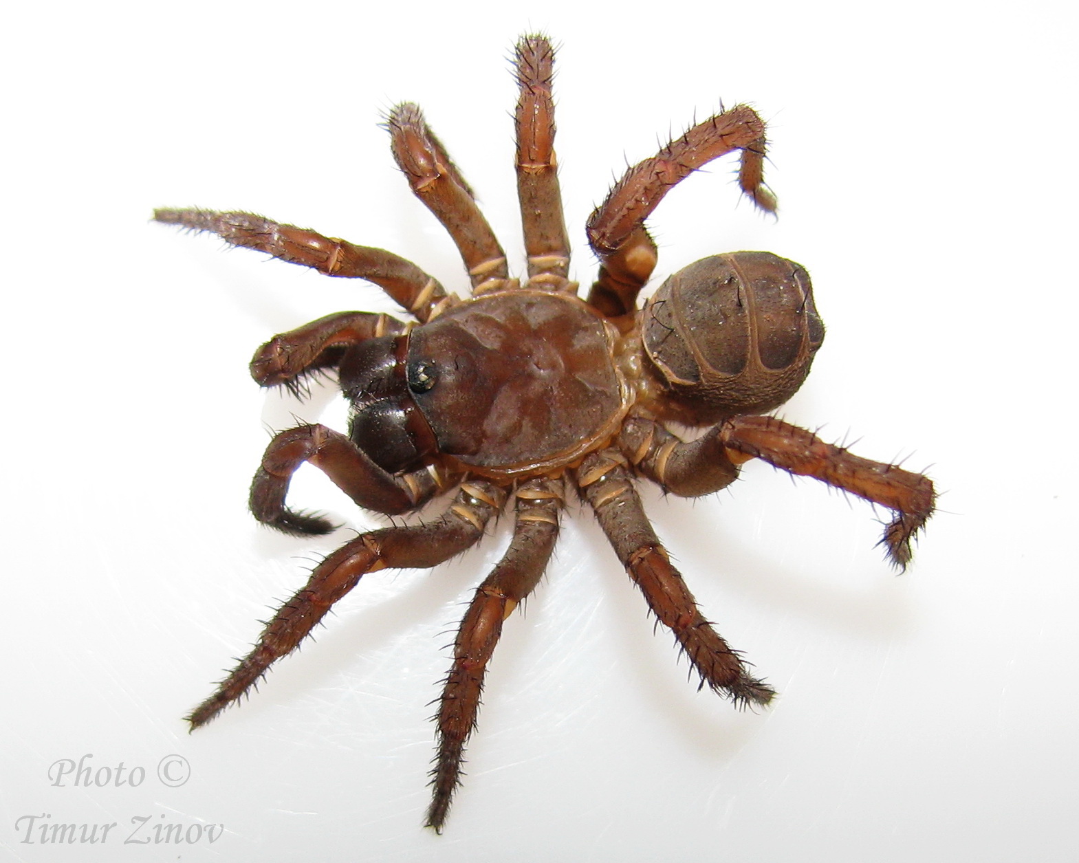 МИР ПАУКОВ: Тема № 11: Подотряд Mesothelae, семейство Liphistiidae