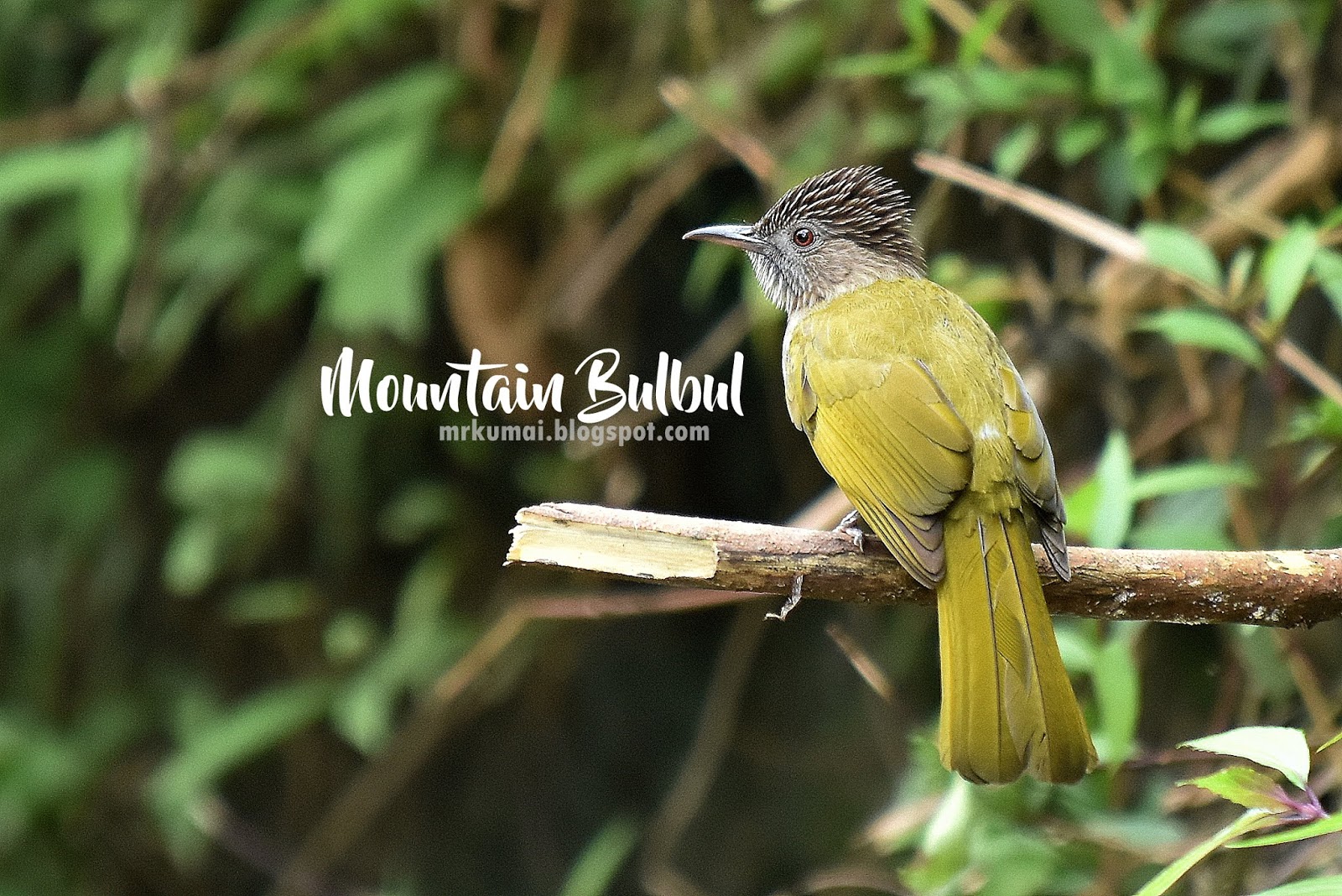 mrkumai.blogspot.com: Burung Mountain Bulbul @ Burung Barau Bukit