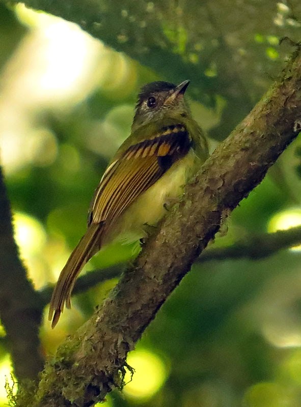 Birdernaturalist: Day 3 in SE Peru: From High to Mid-Elevations