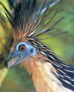 THE ANIMAL for JUST: Hoatzin