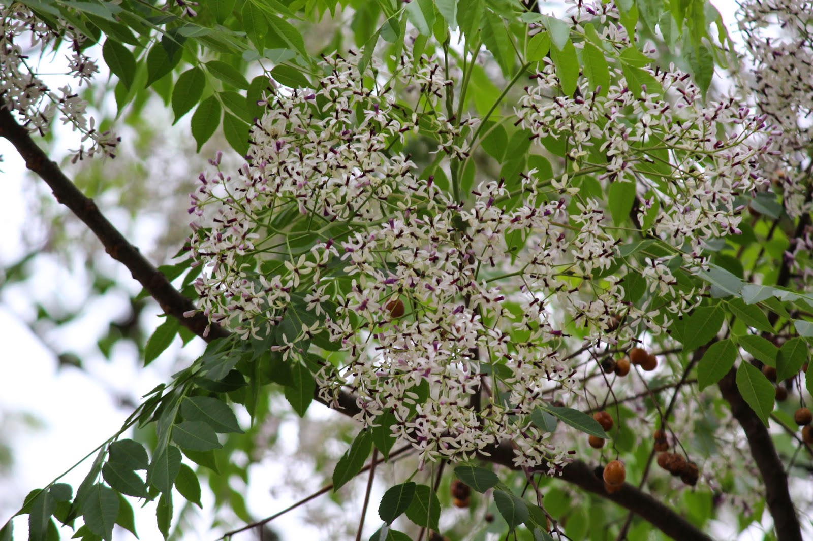 Uma flor por dia: Santa-bárbara, Cinamomo