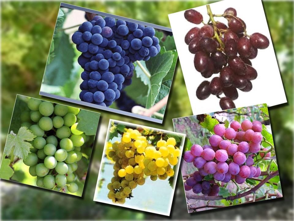 Adrian Raka Putra Gallery: Berbagai Tip Pola Sehat Yang Perlu Anda Tahu