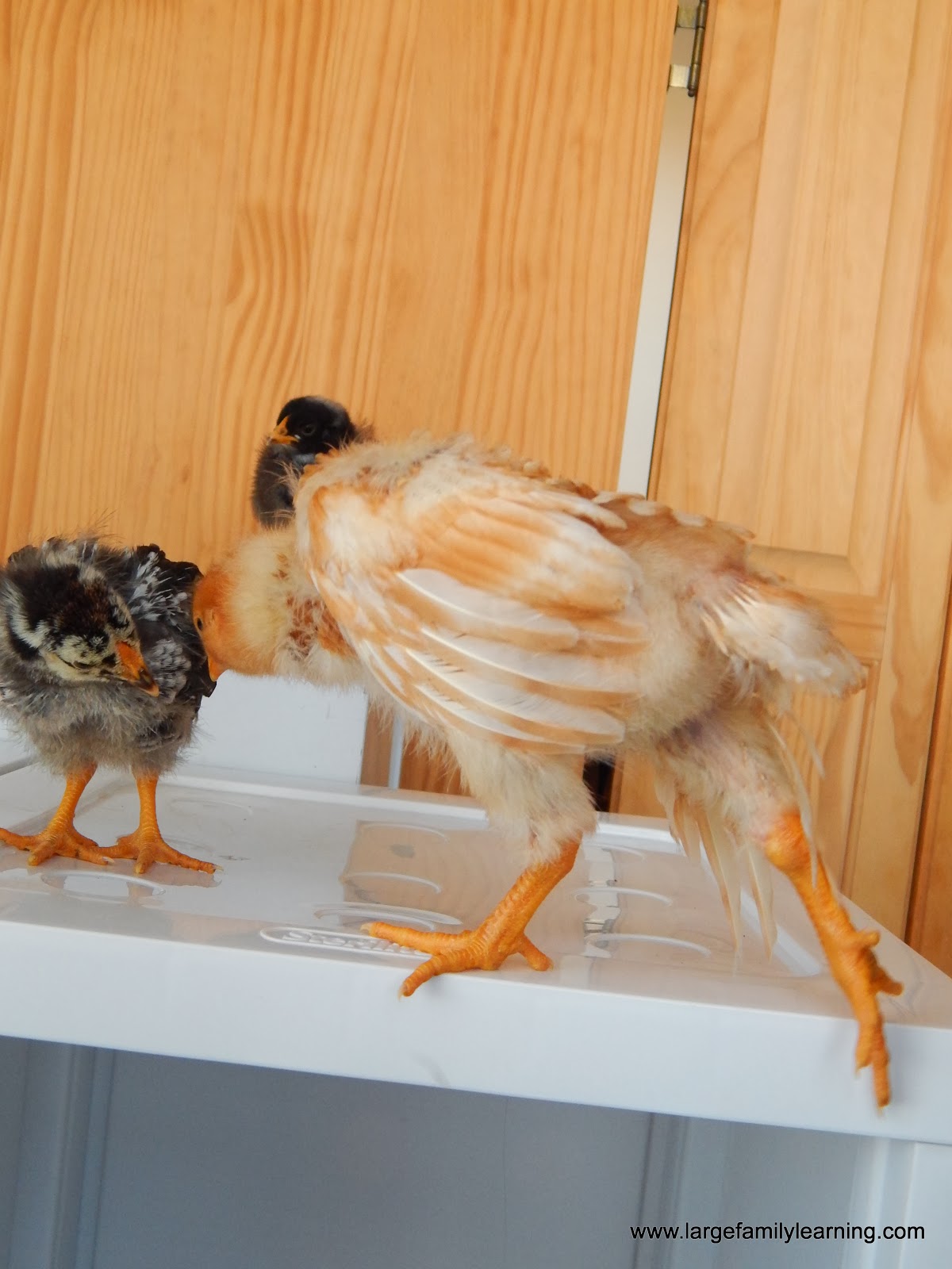 Large Family Learning : Raising Baby Chicks: 2 Weeks Old (Part 1)