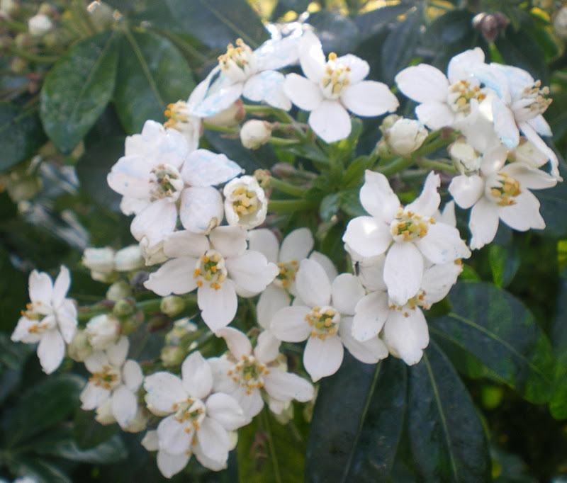 HORTA À PORTA: ESCALLONIA (ESCALÓNIA), FLOR BRANCA