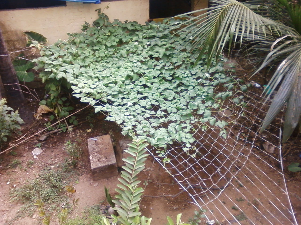 Teen's Kitchen Garden: Payar - 22 seed variety