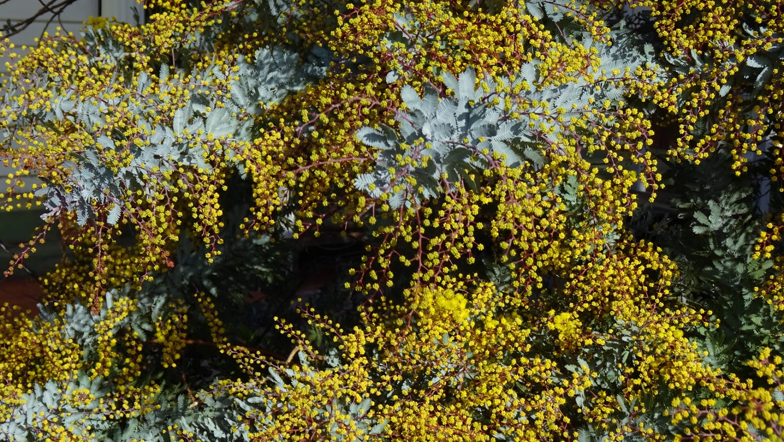 MAP: START OF WATTLE SEASON