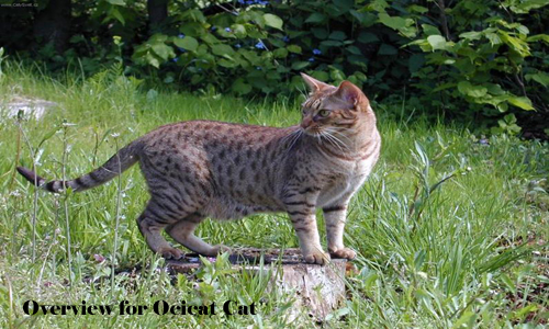 Cats Gallery: Ocicat Cat