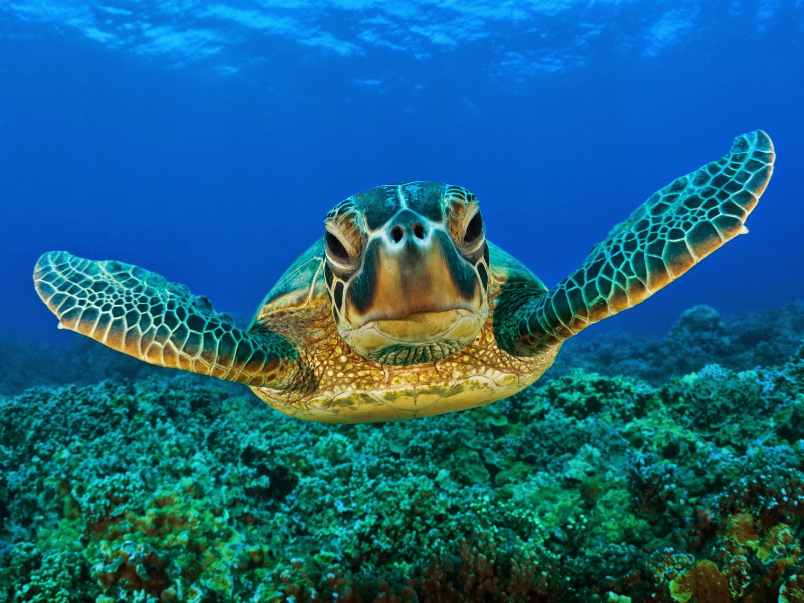 Totuga carey: TORTUGA CAREY