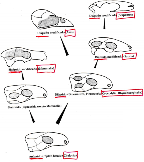 Bio Lounge: SUBCLASSES - Anapsida, Diapsida e a Synapsida