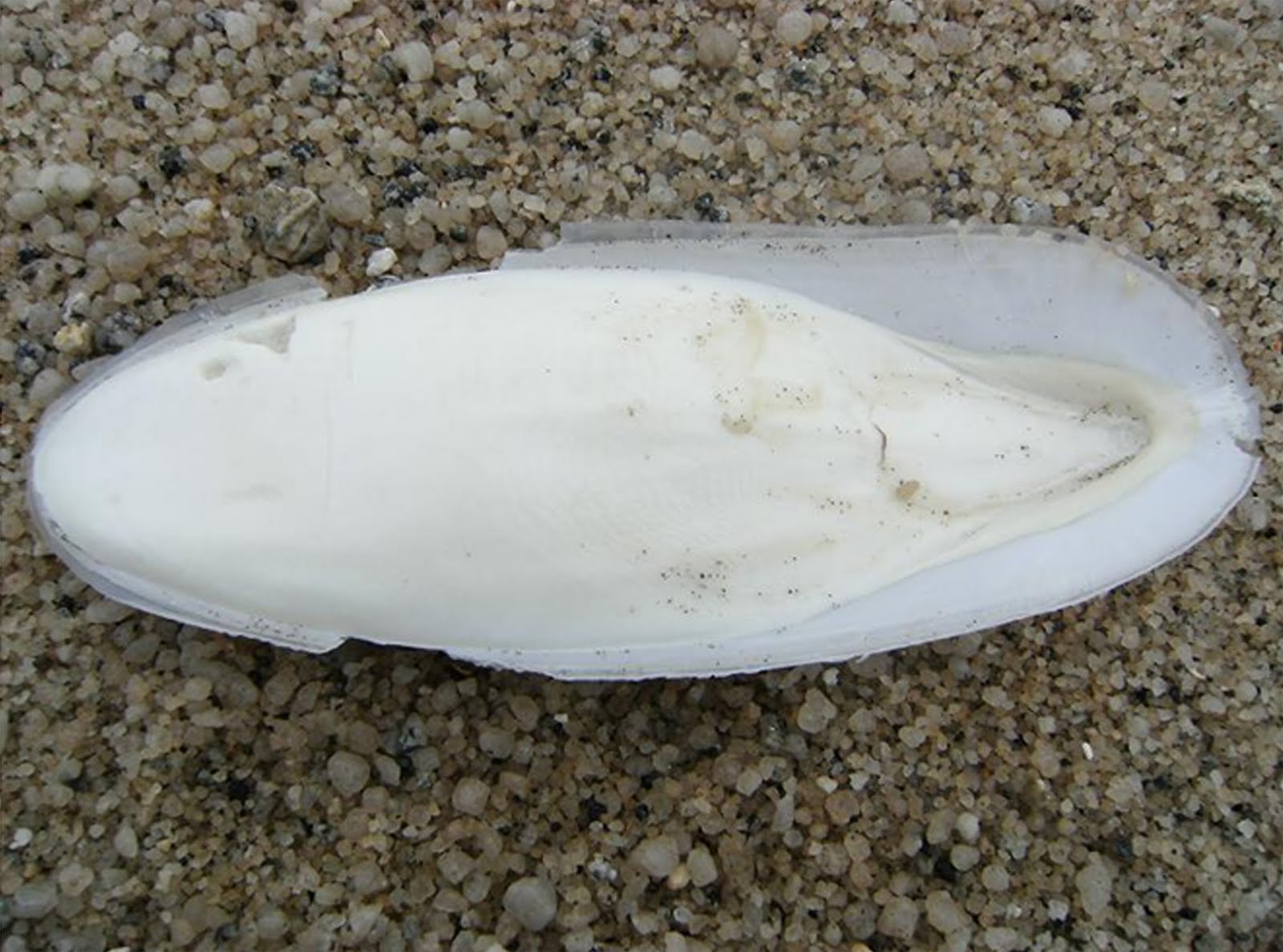 Welcome to IDART: "Audi Calamaro Concept flying car"