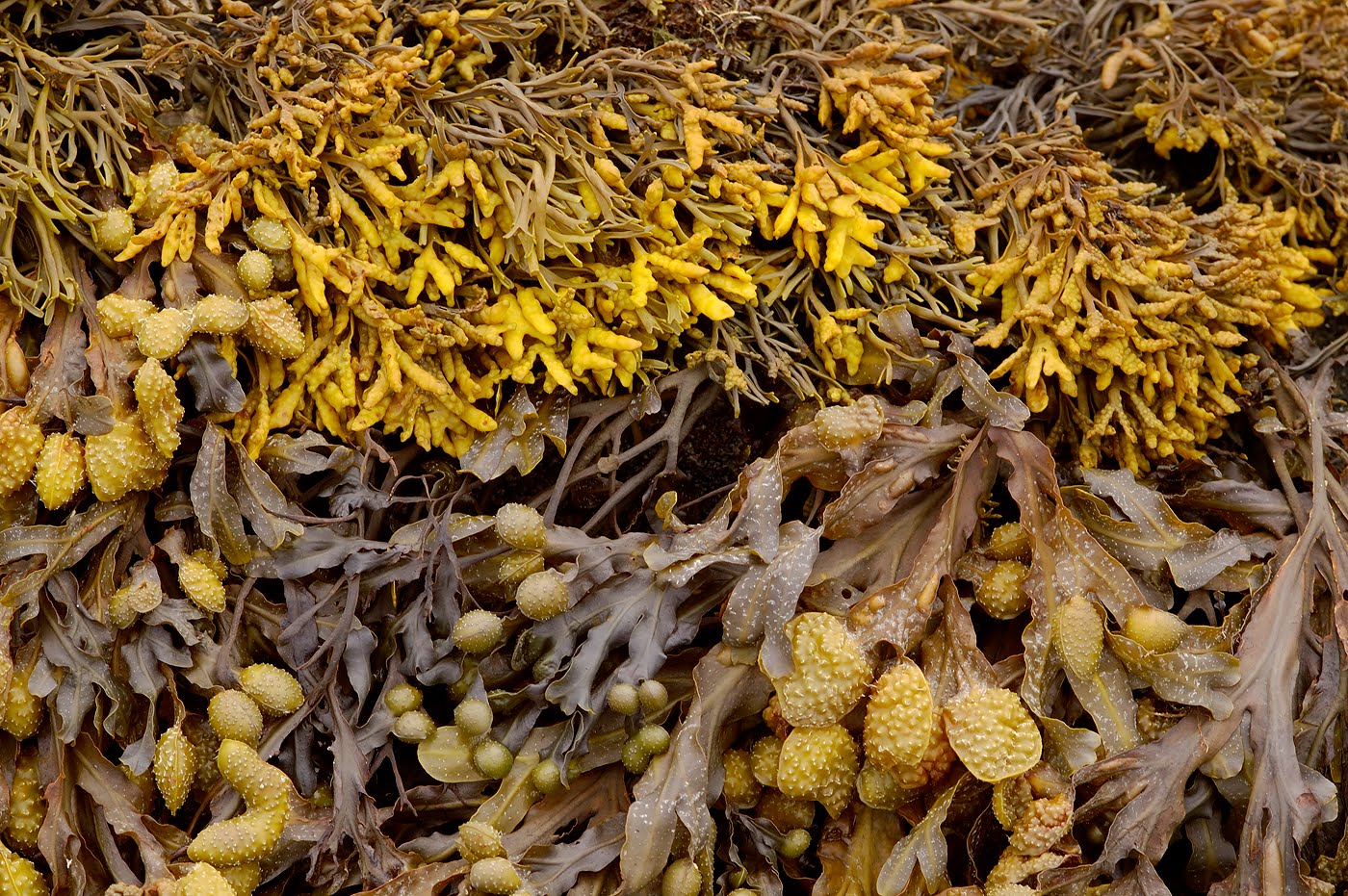 Scottish Wildlife Blog