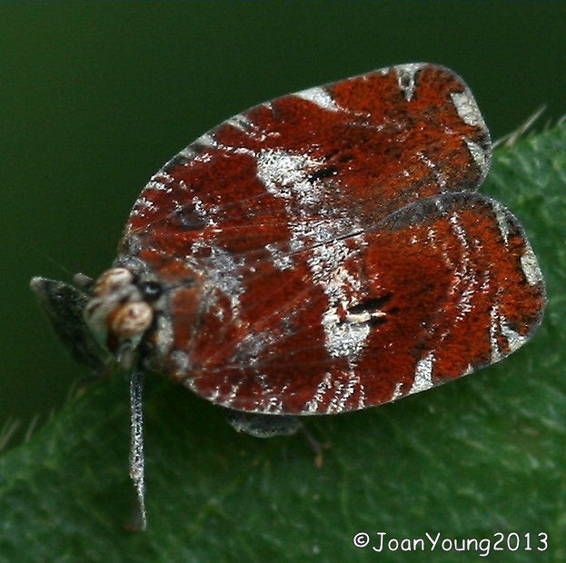 South African Photographs: Moth Bug (Parapioxys jucundus)